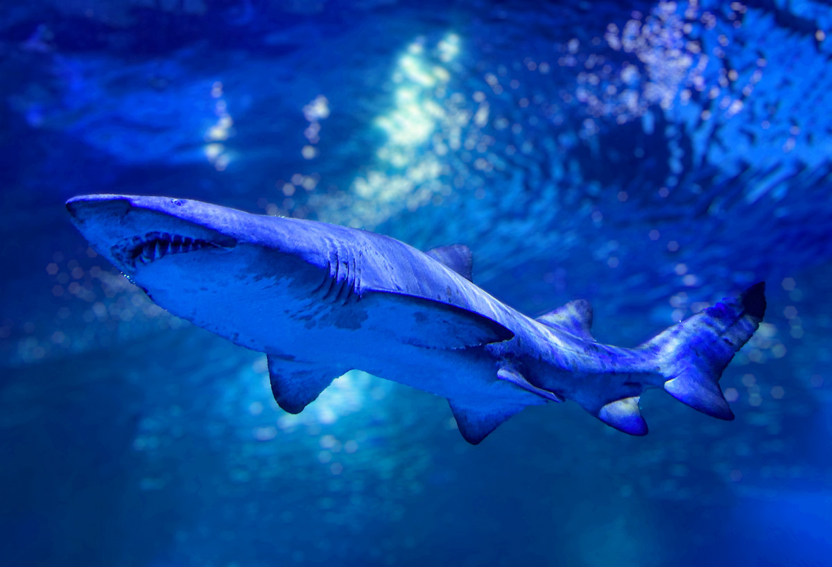 Top 5 Tips to Taking Photos at Blue Planet Aquarium - Experience ...